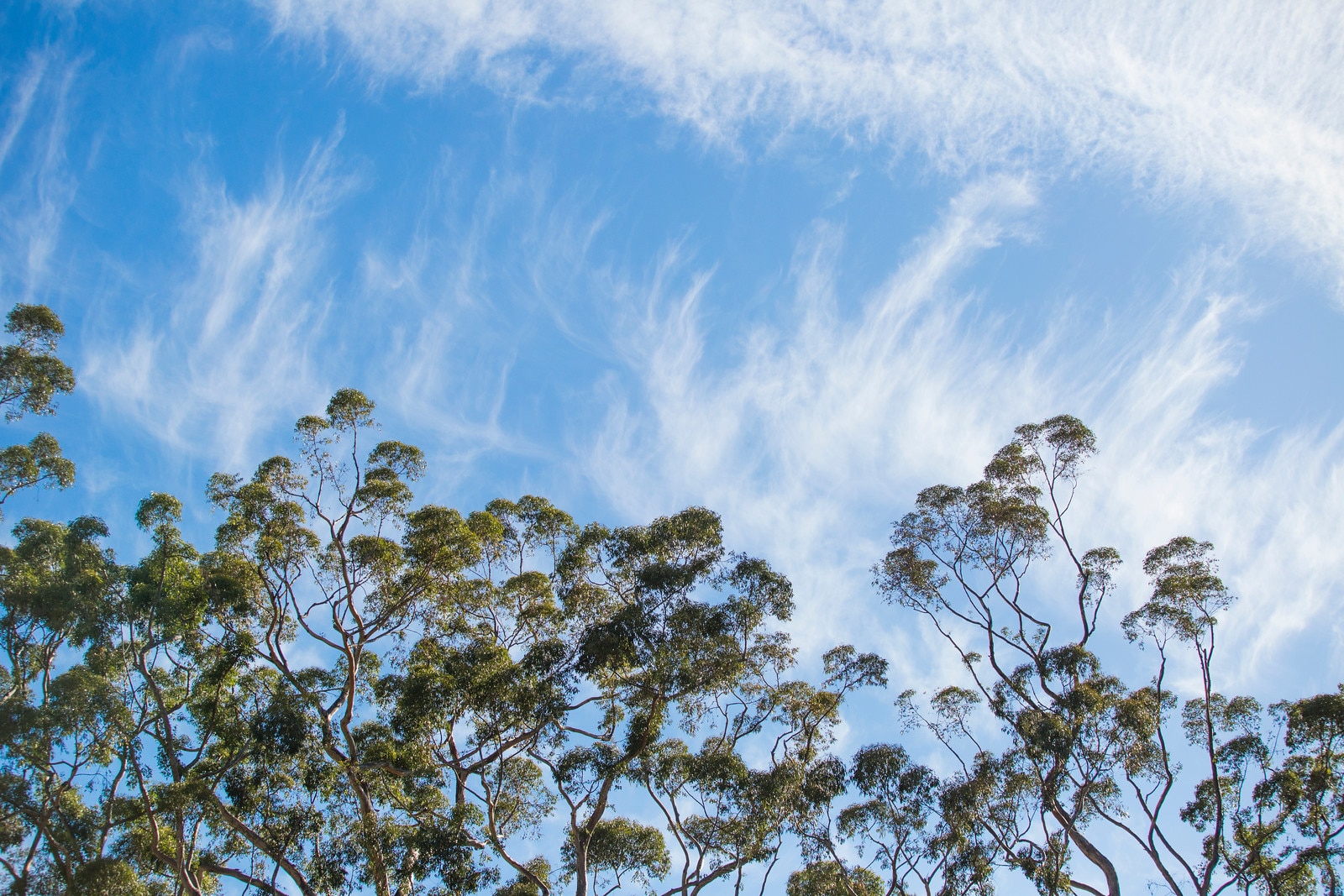 Meet Our Team - Cate School